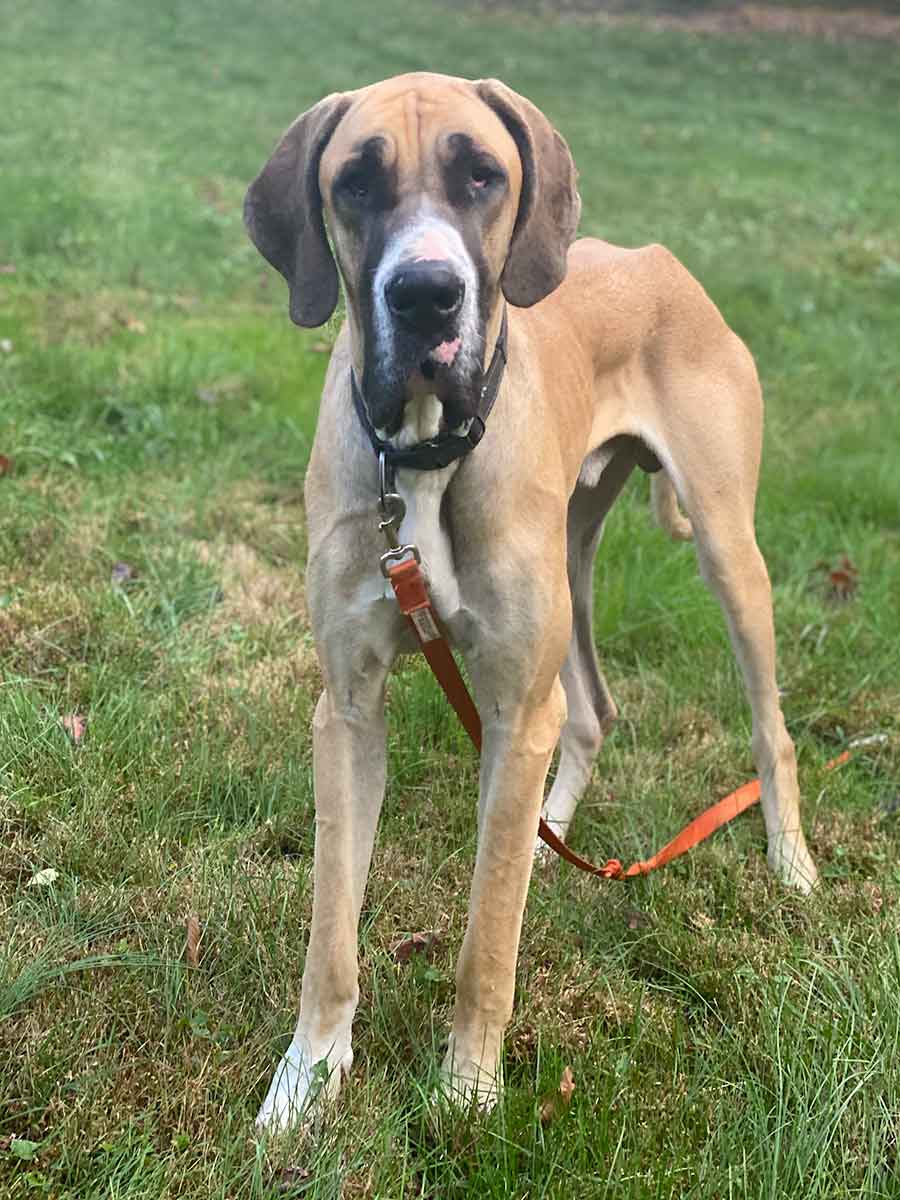 Adoption Procedures - MAGDRL